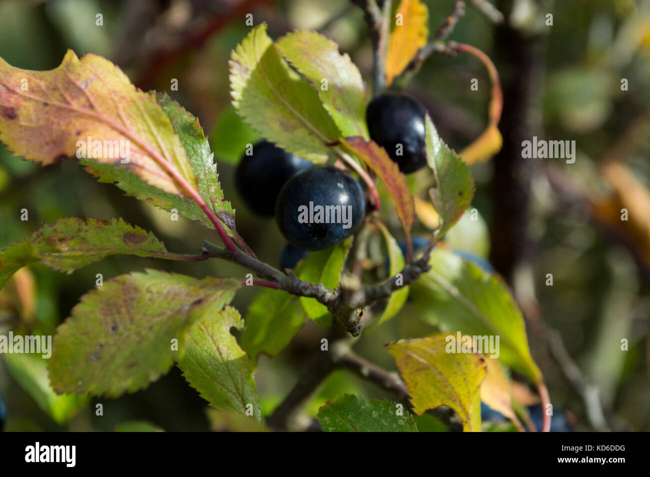 Wild british hedgerow hi-res stock photography and images - Alamy