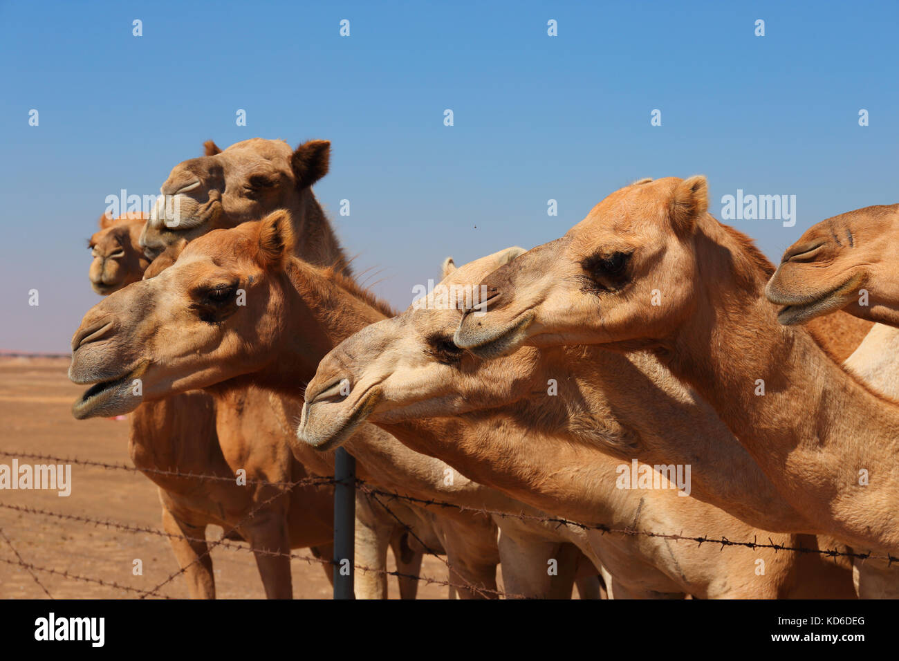 Camels on the farm UAE Stock Photo - Alamy