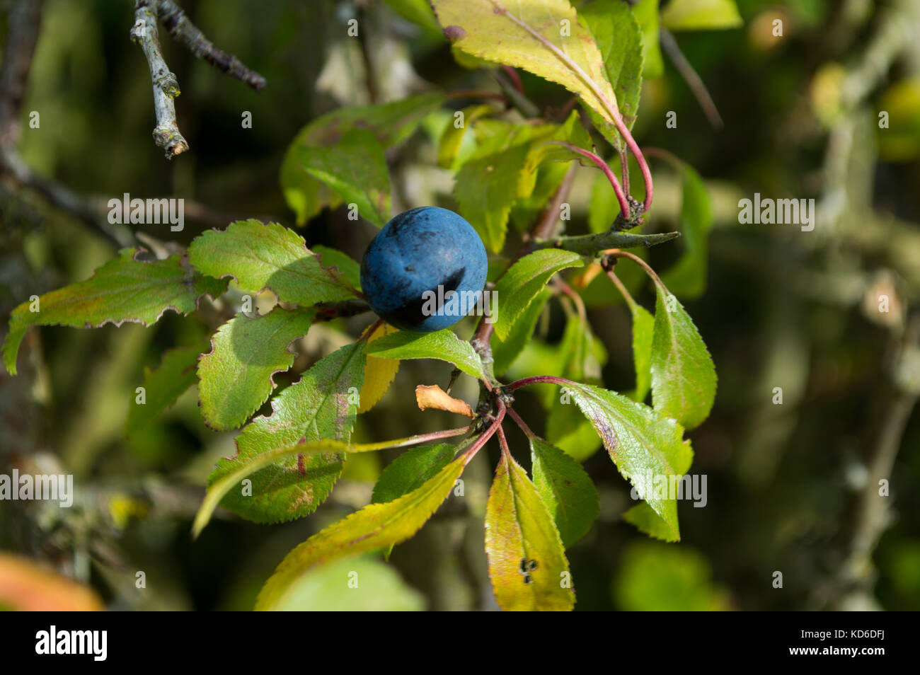 Ripe berries in english hedgerow hi-res stock photography and images ...