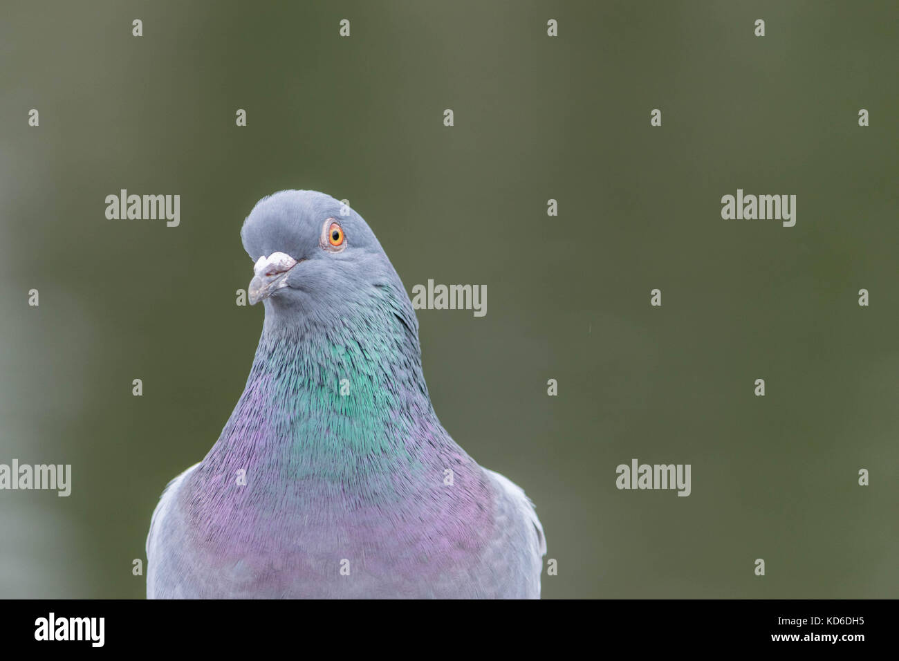 Columbia Livia, the Rock Dove looking directly at the camera Stock ...