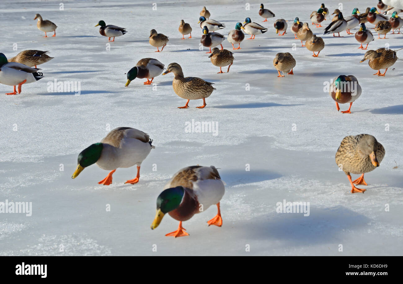 Tamed wild animals hi-res stock photography and images - Alamy