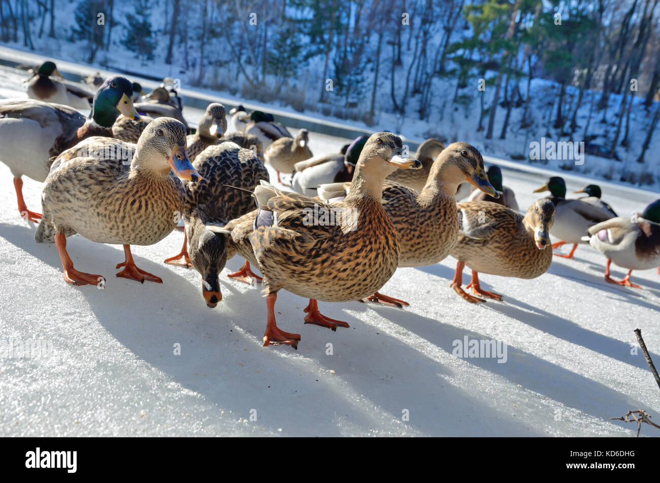 Tamed wild animals hi-res stock photography and images - Alamy