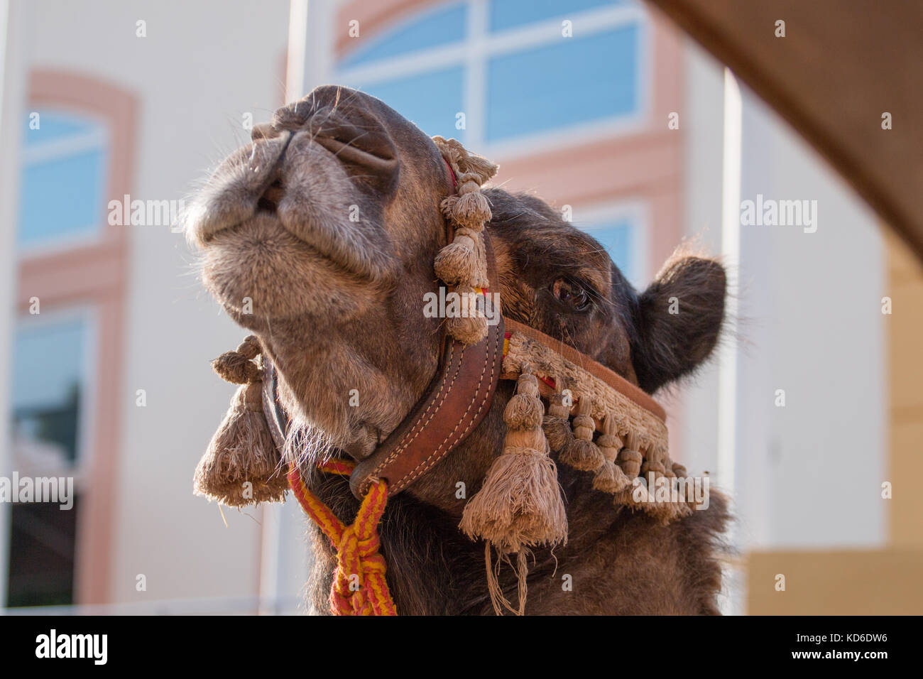 Medieval festival of silves hi-res stock photography and images - Alamy
