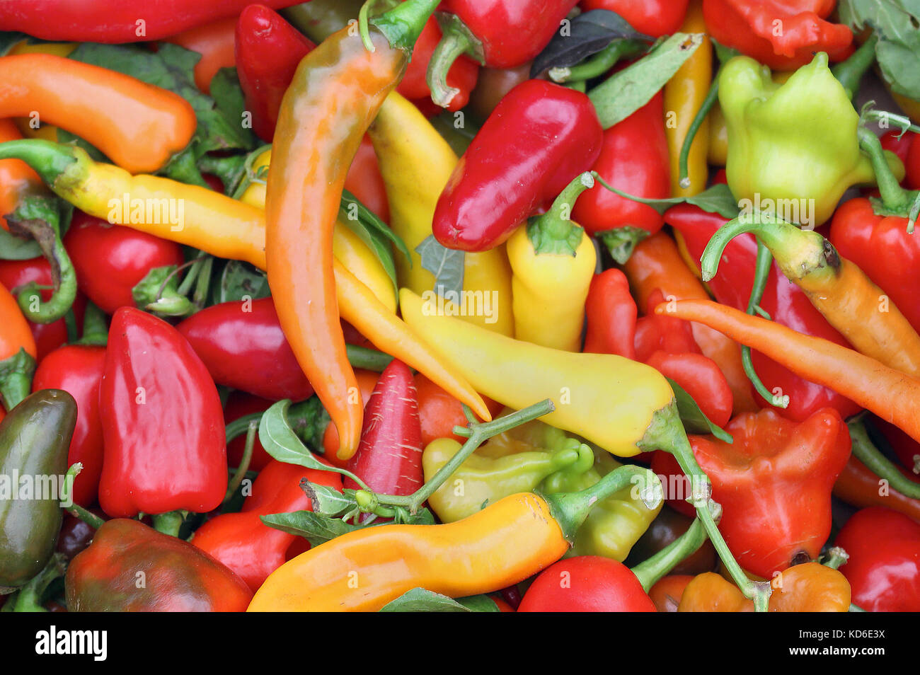Big pile of colorful hot spicy peppers Stock Photo - Alamy