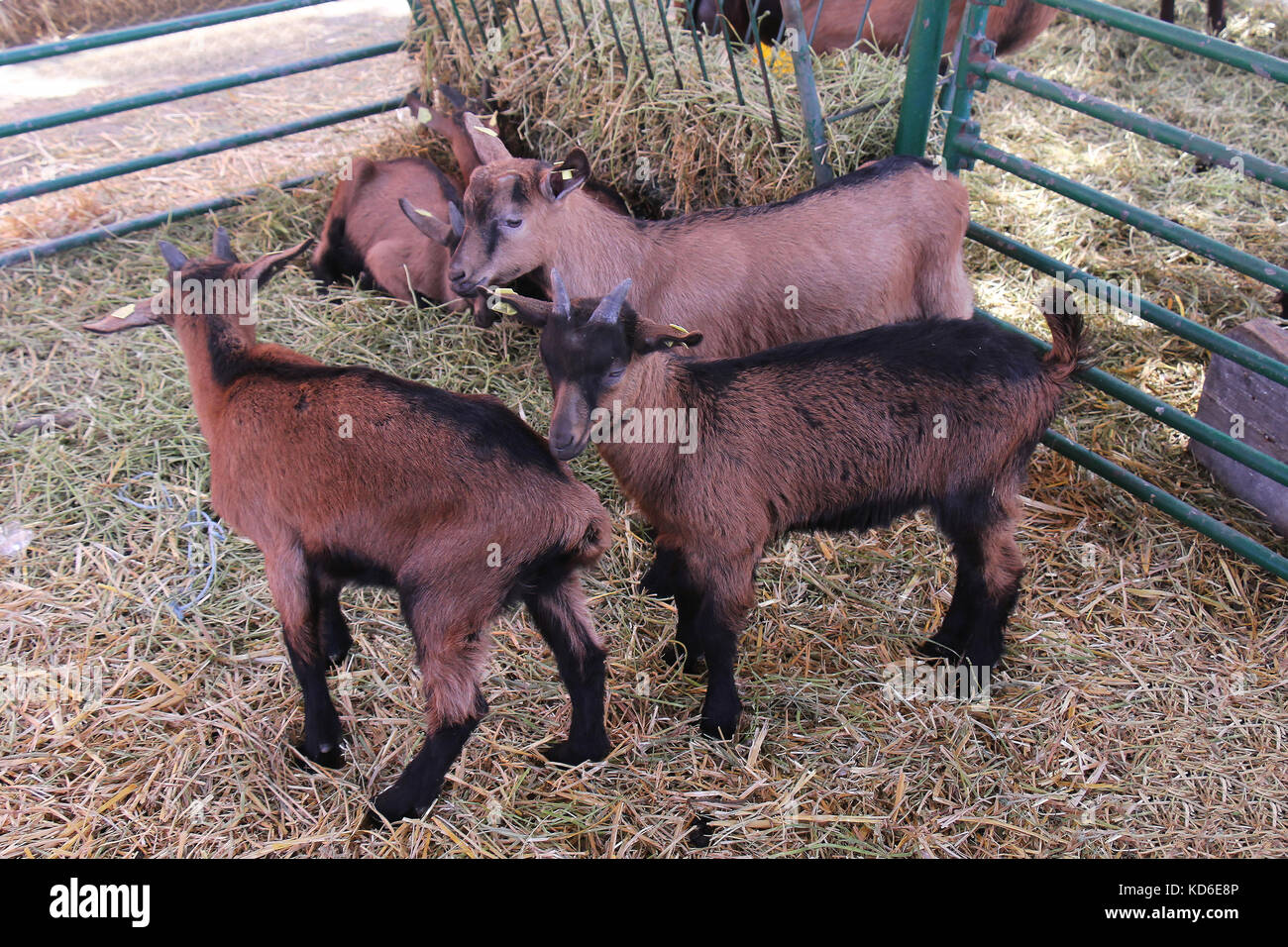 Small young goats playing inside barn pen Stock Photo - Alamy