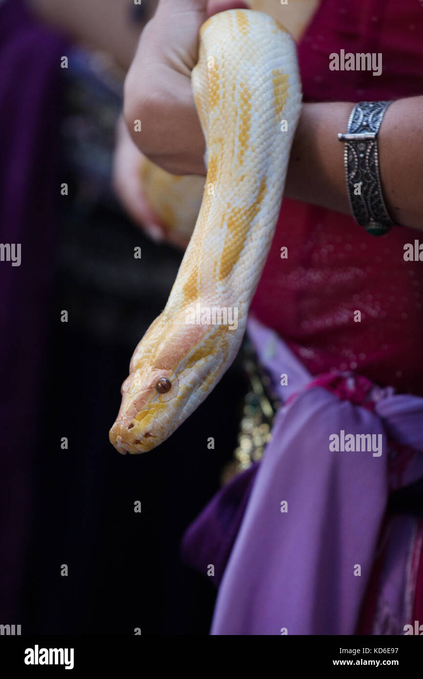 Woman holding albino snake hi-res stock photography and images - Alamy