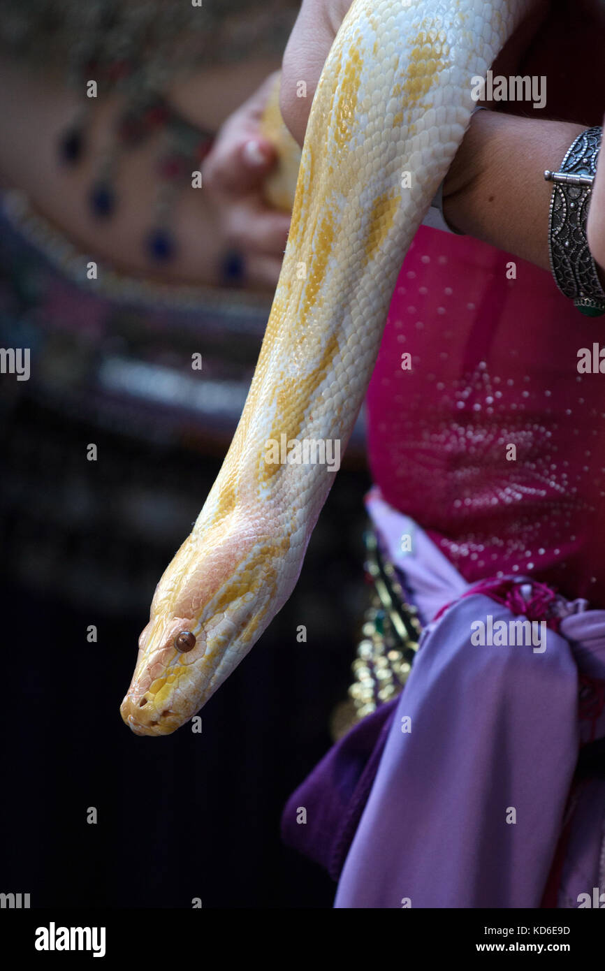 Belly dancer handling an albino Burmese python snake Stock Photo - Alamy