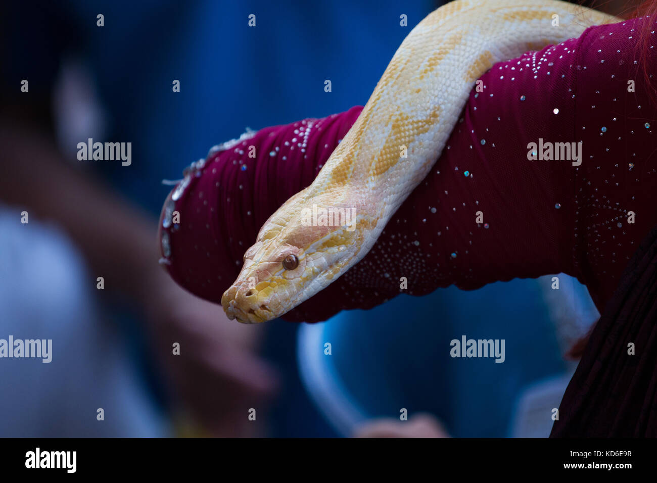 Woman holding albino snake hi-res stock photography and images - Alamy