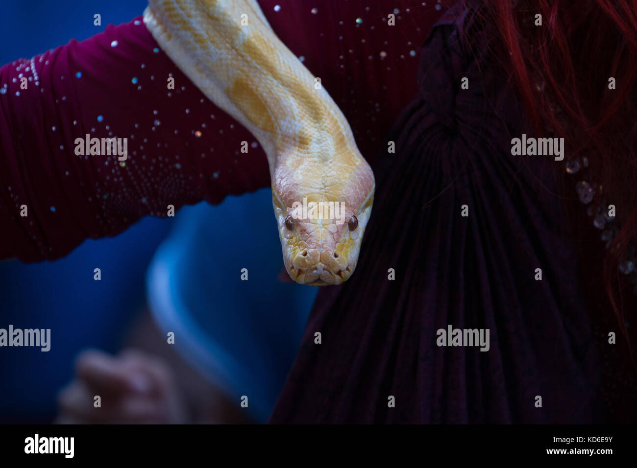 Belly dancer handling an albino Burmese python snake Stock Photo - Alamy