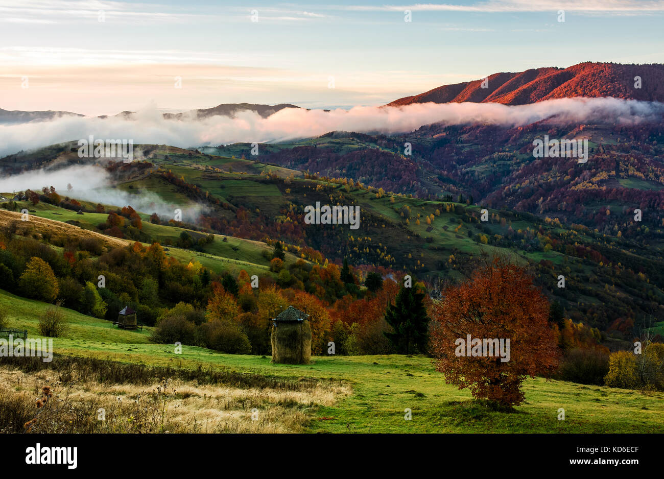 rural area on foggy autumn morning. gorgeous landscape with haystacks ...