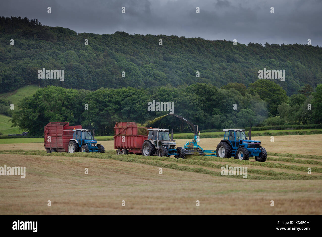Chopping silage for winter feed for cattle with vintage Ford tractors ...
