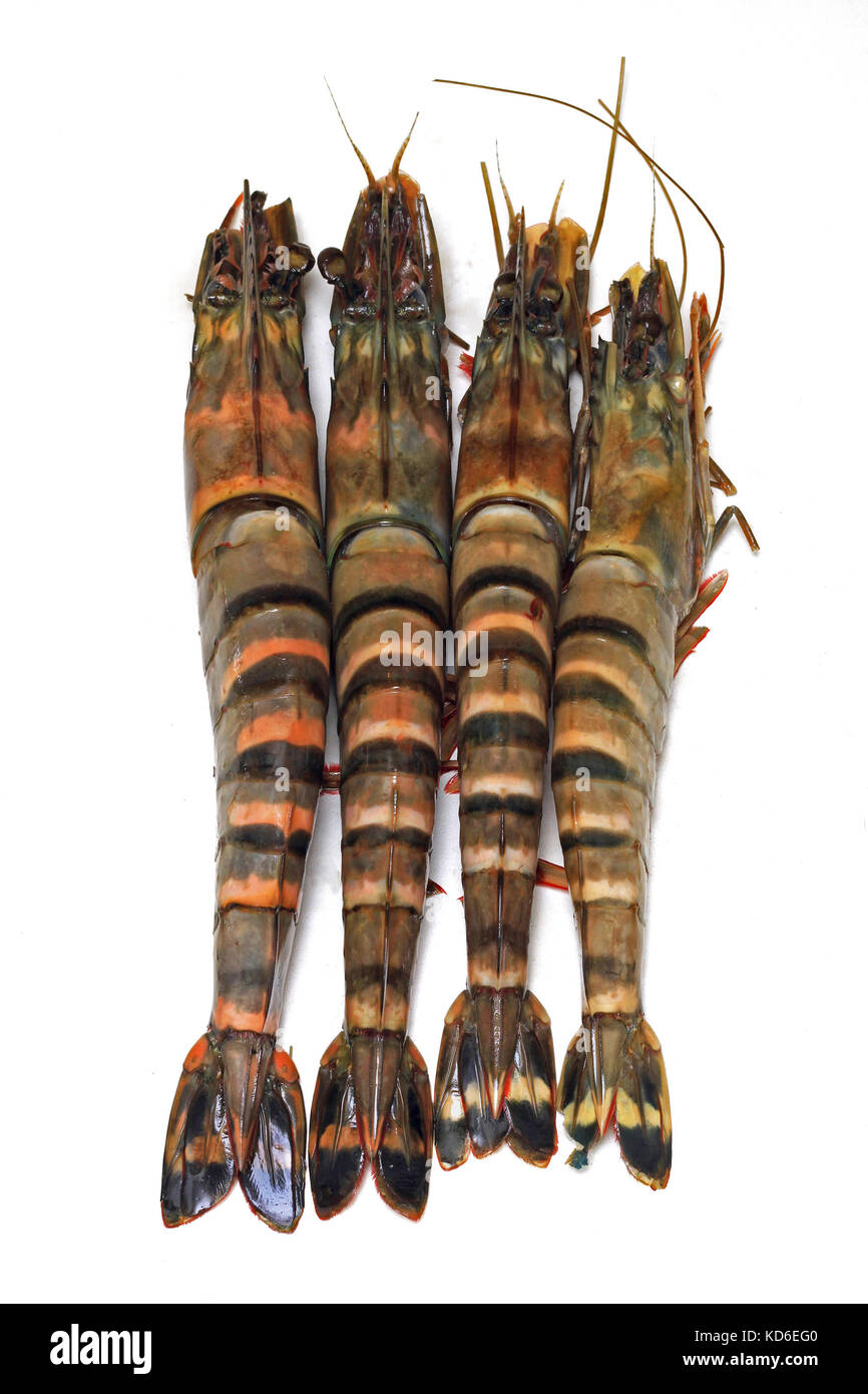 Fresh large tiger shrimps on white background Stock Photo - Alamy
