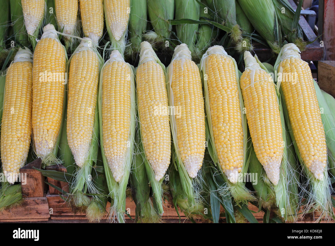 Fresh corn cobs sold on market stall Stock Photo - Alamy
