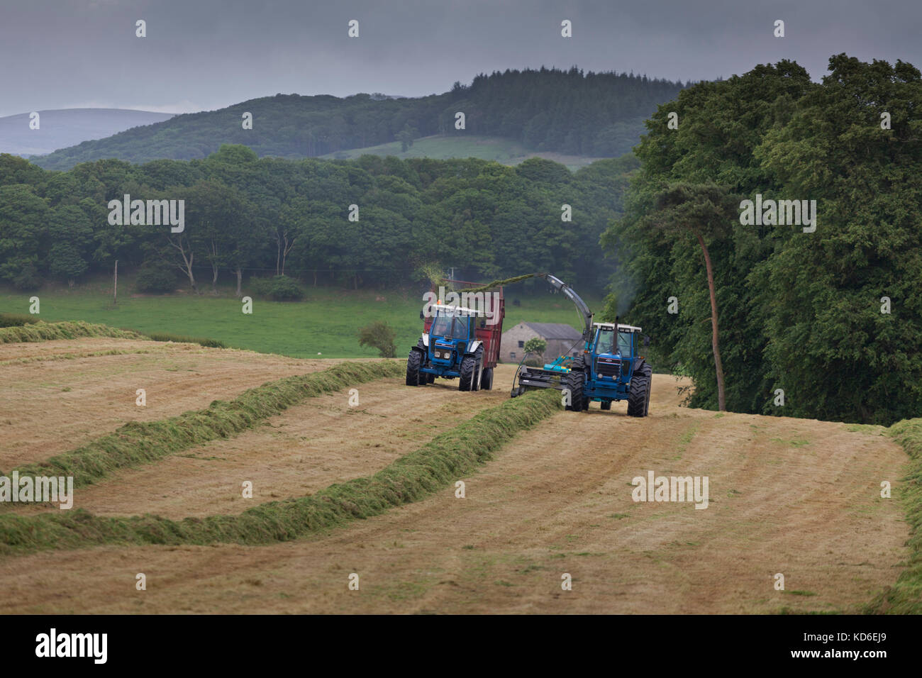 Chopping grass for silage using a 1990 Ford 8830 tractor with the ...