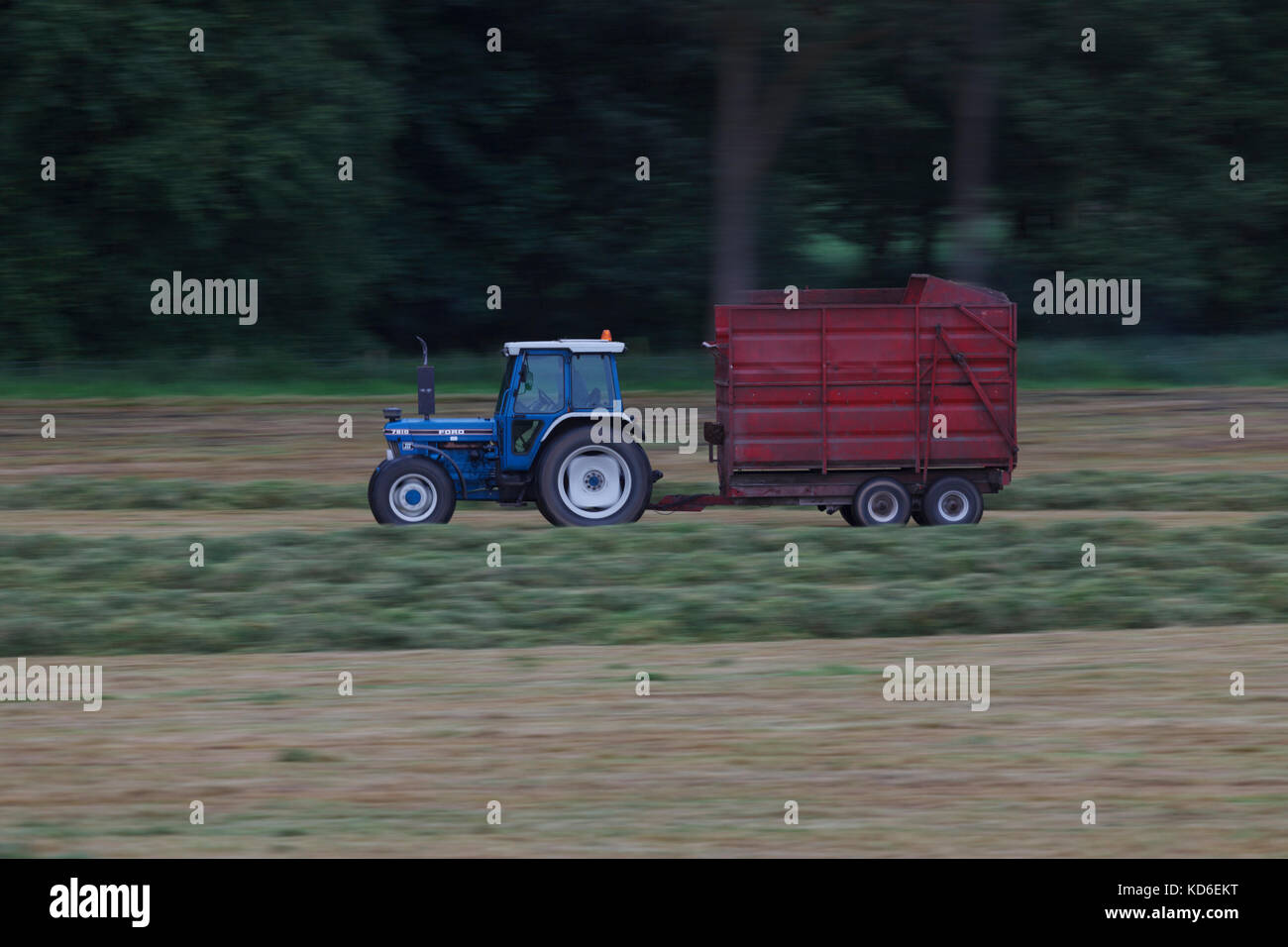 Restored vintage 1991 Ford 7810 carting silage to be used as winter ...