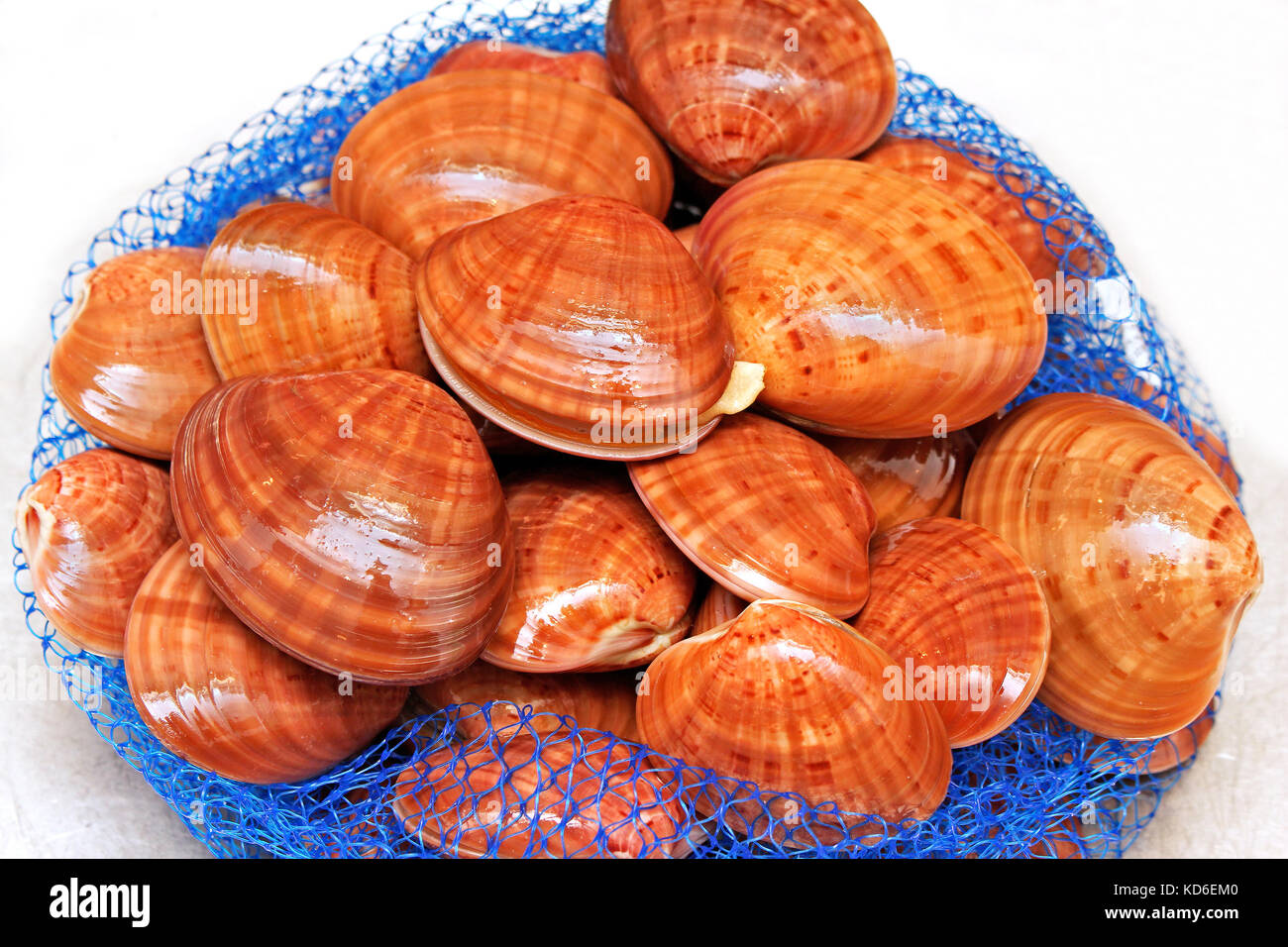 Freshly caught sea shells in blue net Stock Photo - Alamy