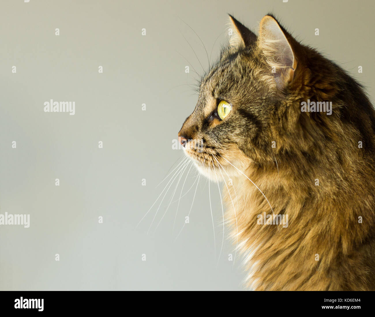 Left profile cat hi-res stock photography and images - Alamy