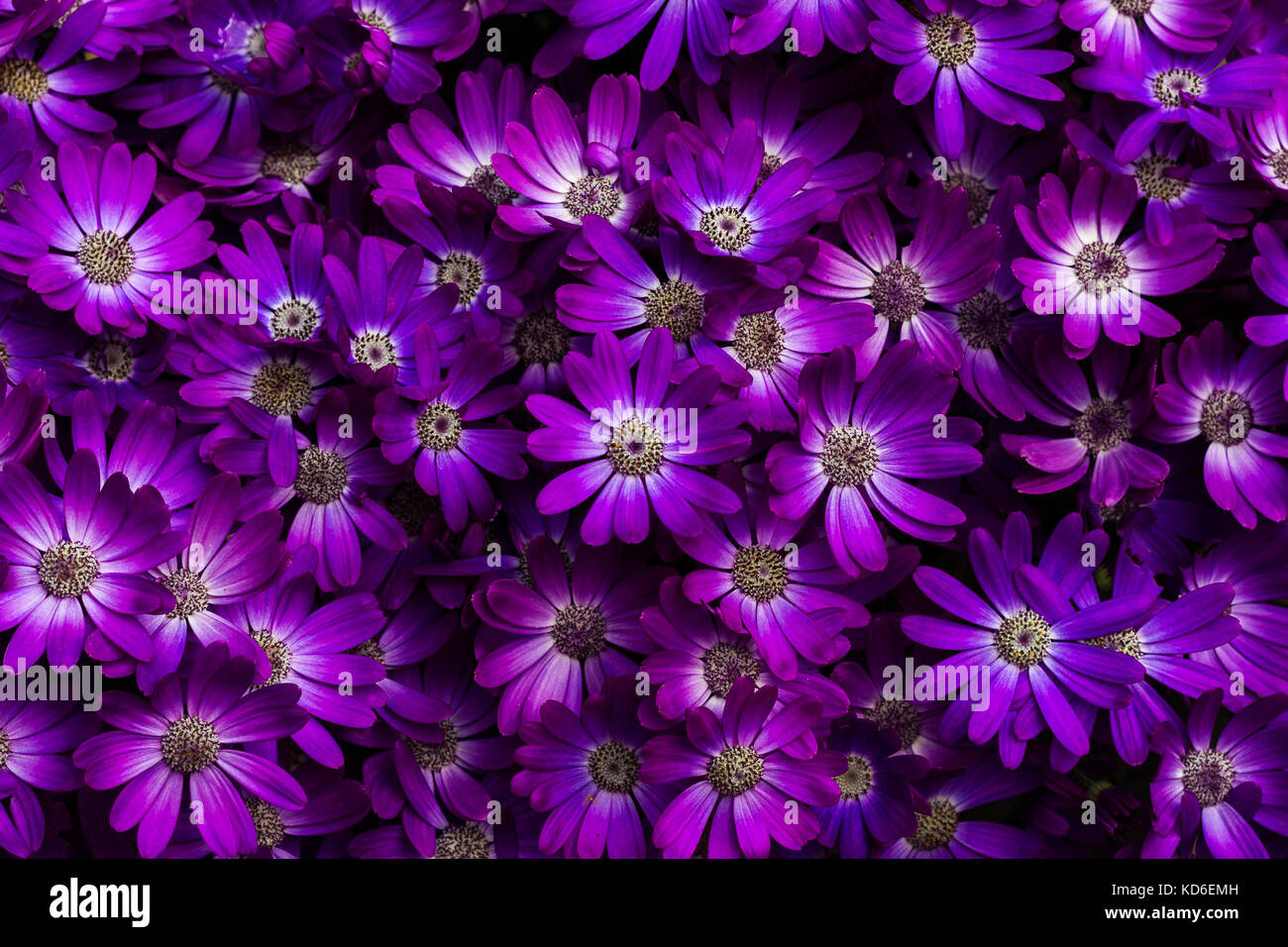 Mass of purple flowers Stock Photo - Alamy
