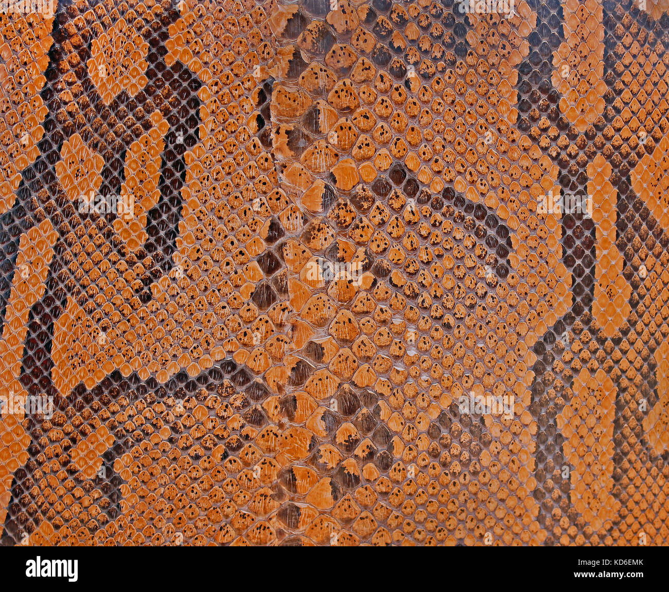 Snake skin texture hi-res stock photography and images - Alamy
