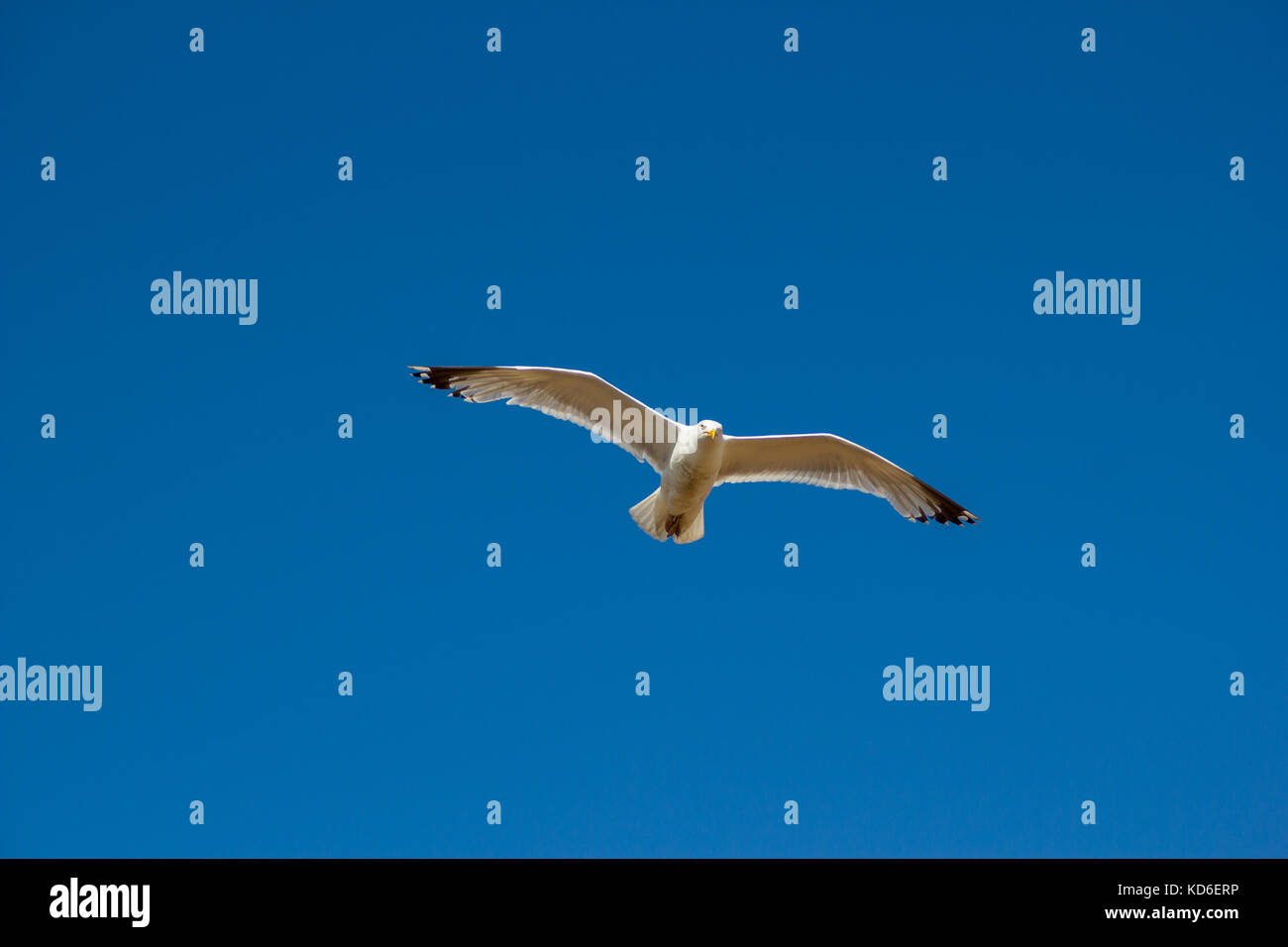 Seagull flying over sea Stock Photo - Alamy