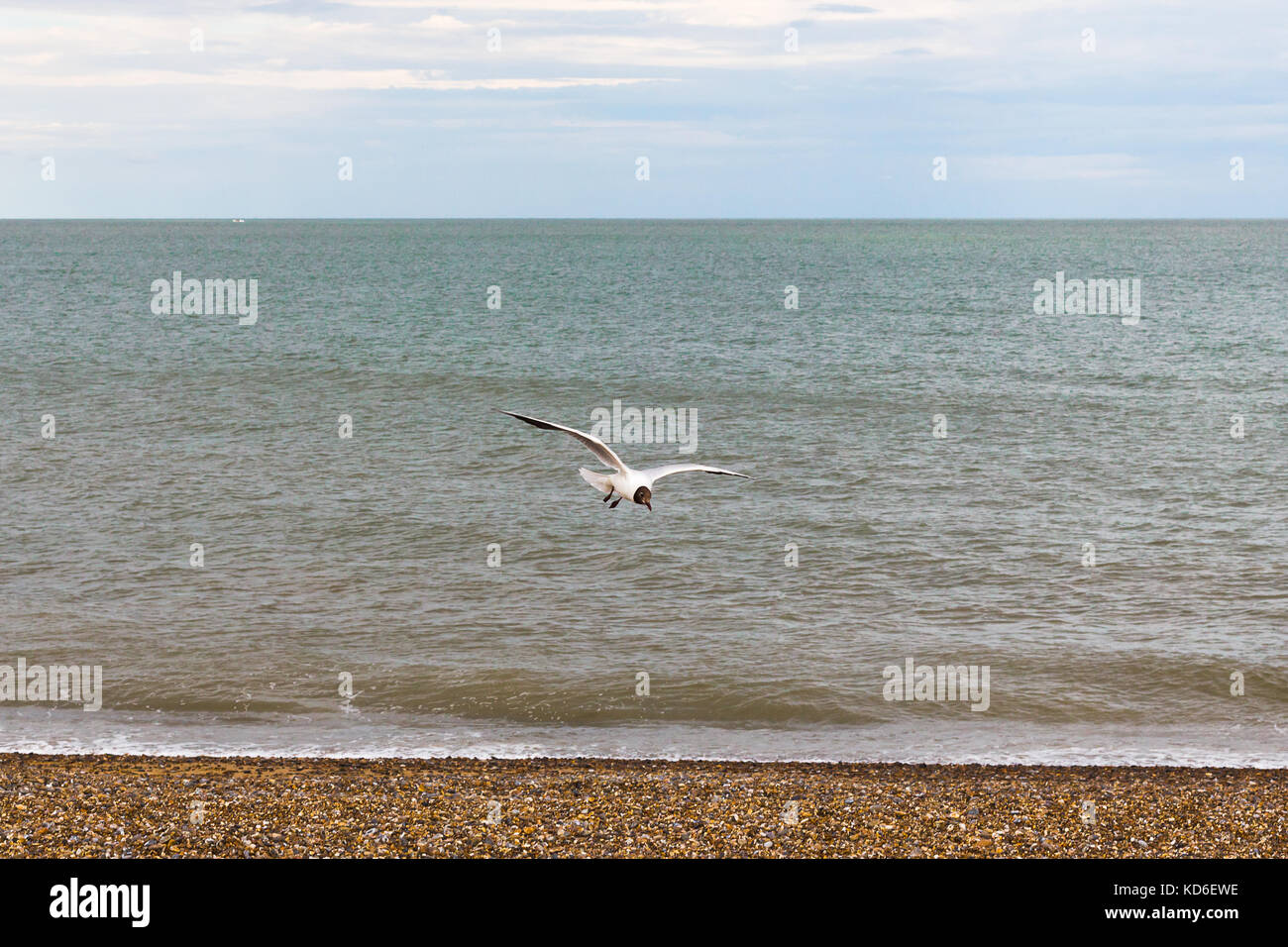 Seagull flying over sea Stock Photo - Alamy