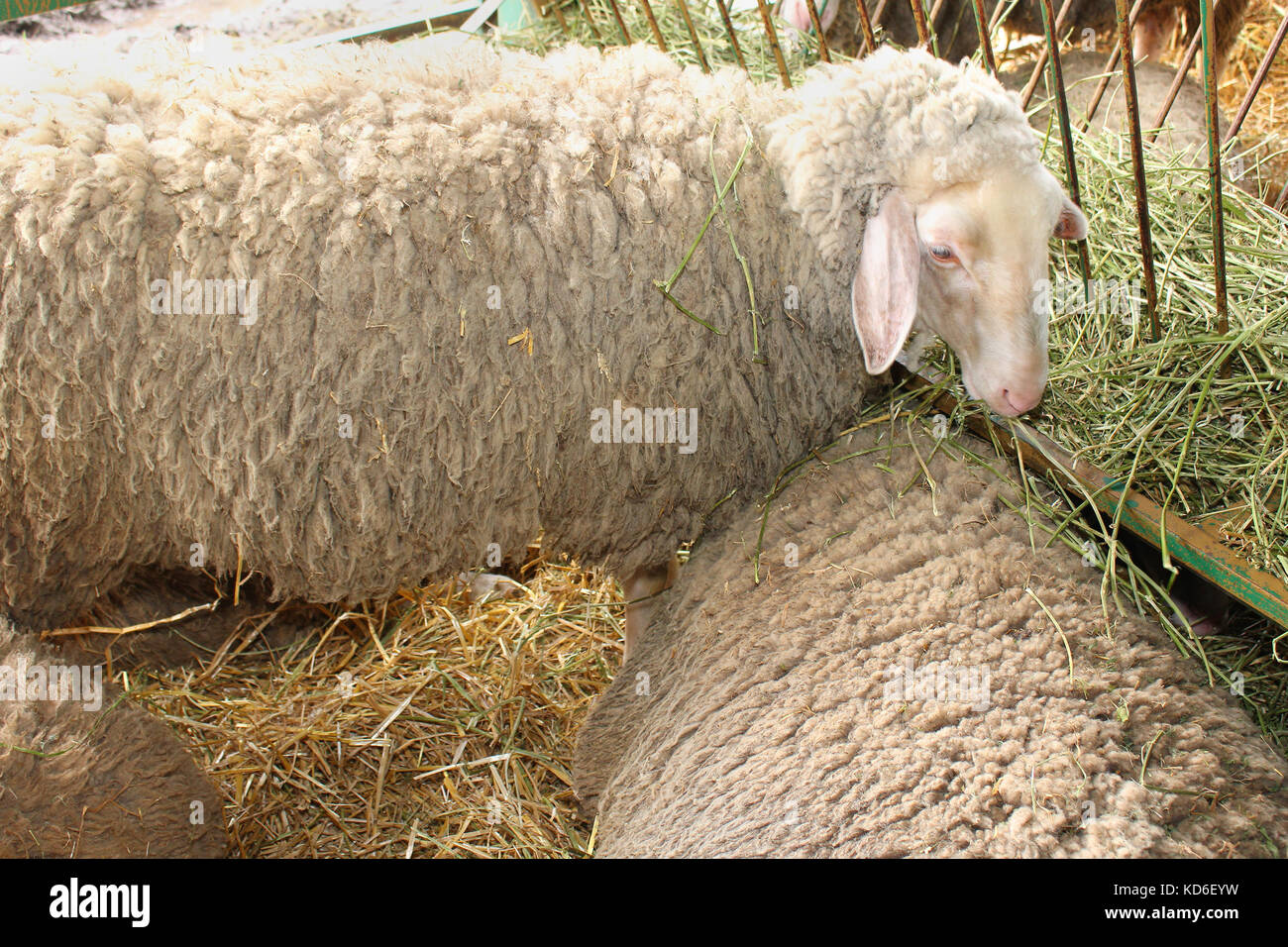 White sheep laying on grass in barn interior Stock Photo - Alamy