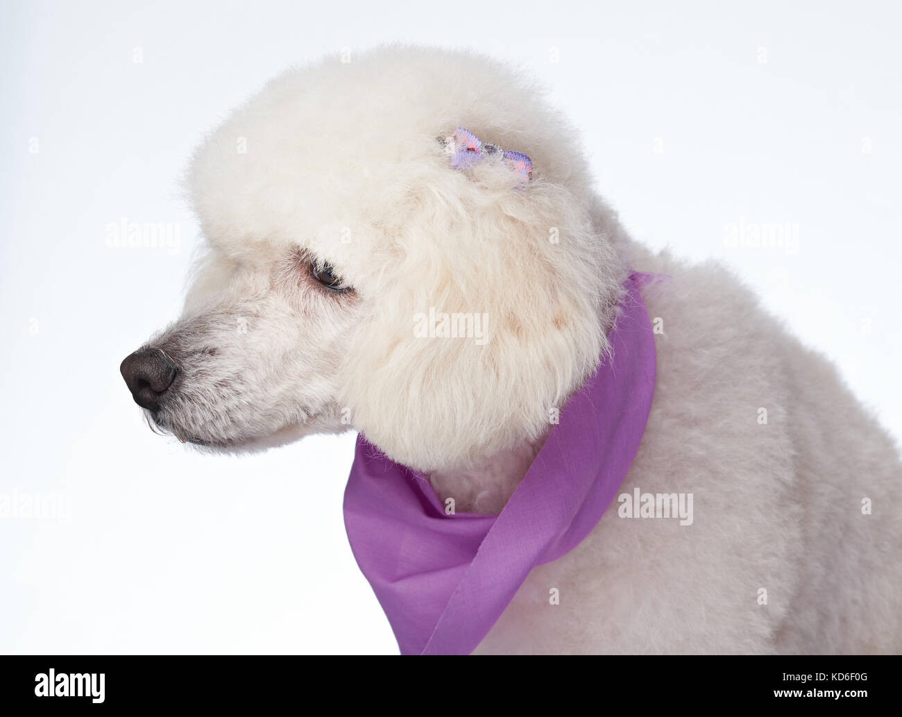 Standard poodle side hi-res stock photography and images - Alamy