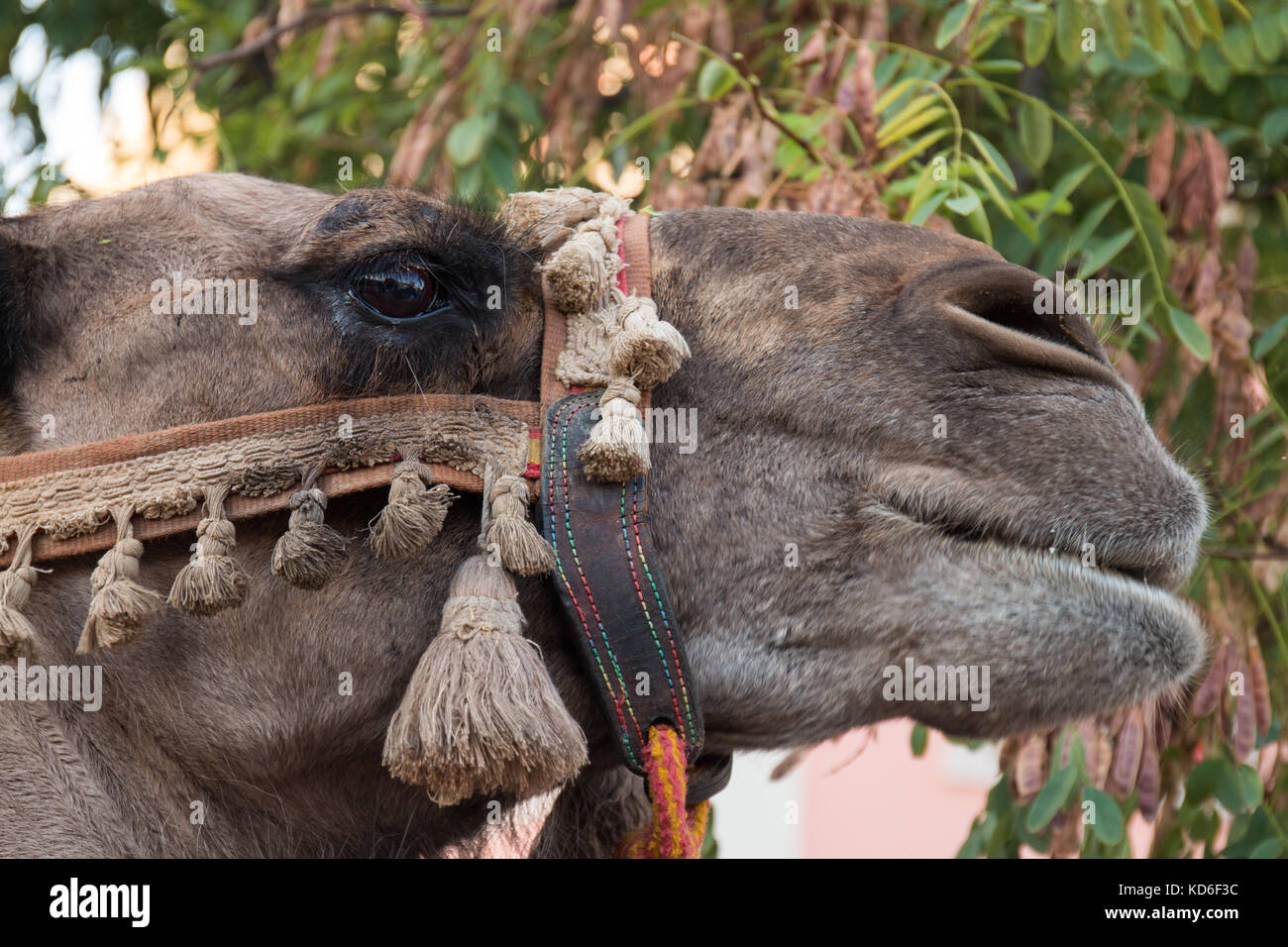 Medieval festival of silves hi-res stock photography and images - Alamy