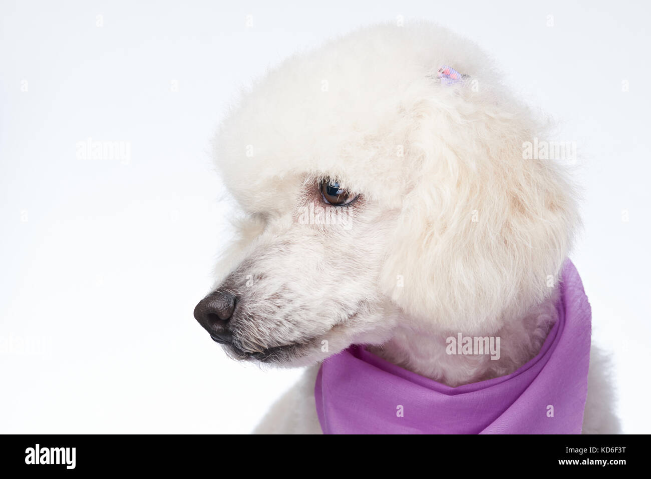Profile portrait of groomed poodle dog isolated Stock Photo - Alamy
