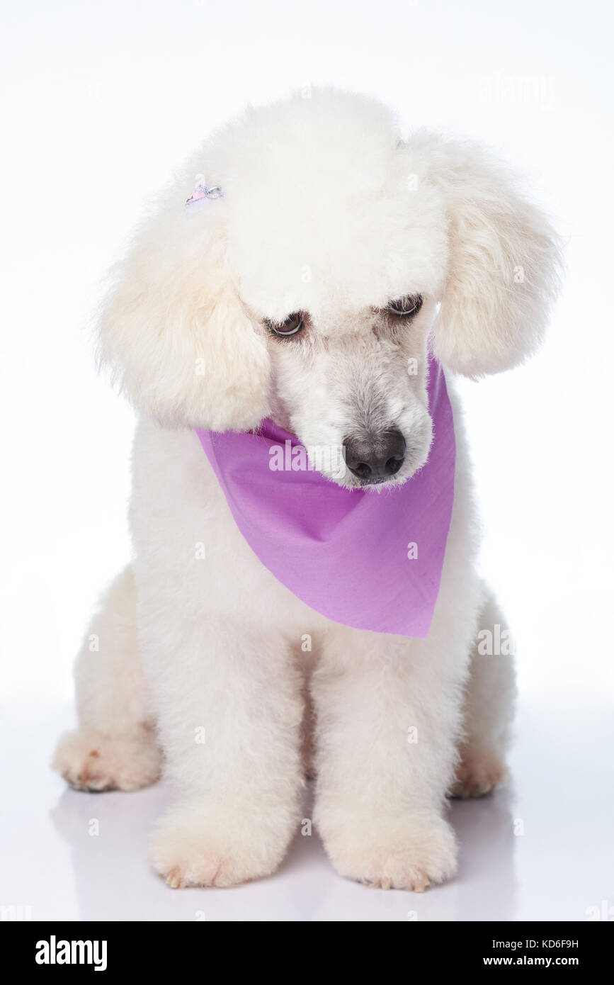 Sitting shy white poodle dog isolated on background Stock Photo - Alamy