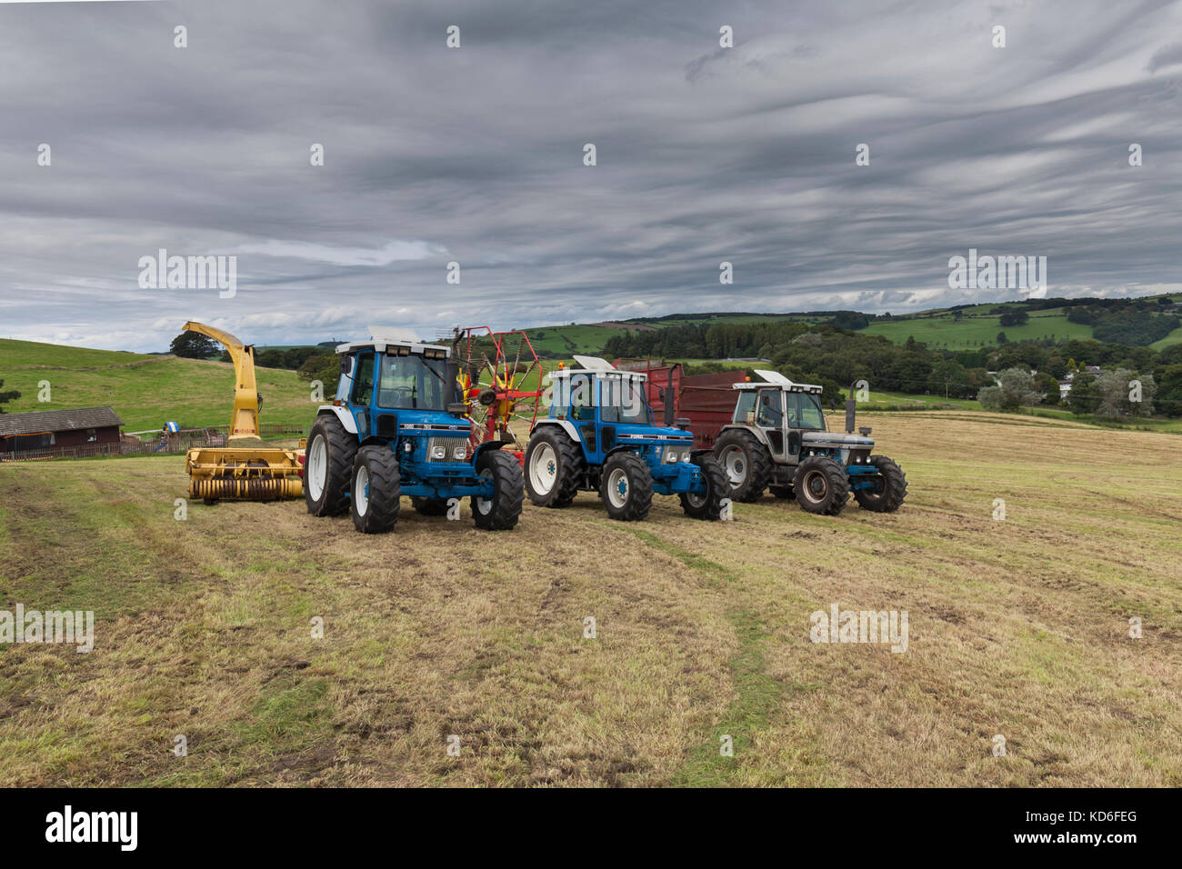 3 vintage Ford 10 series tractors in use on a dairy farm in England ...