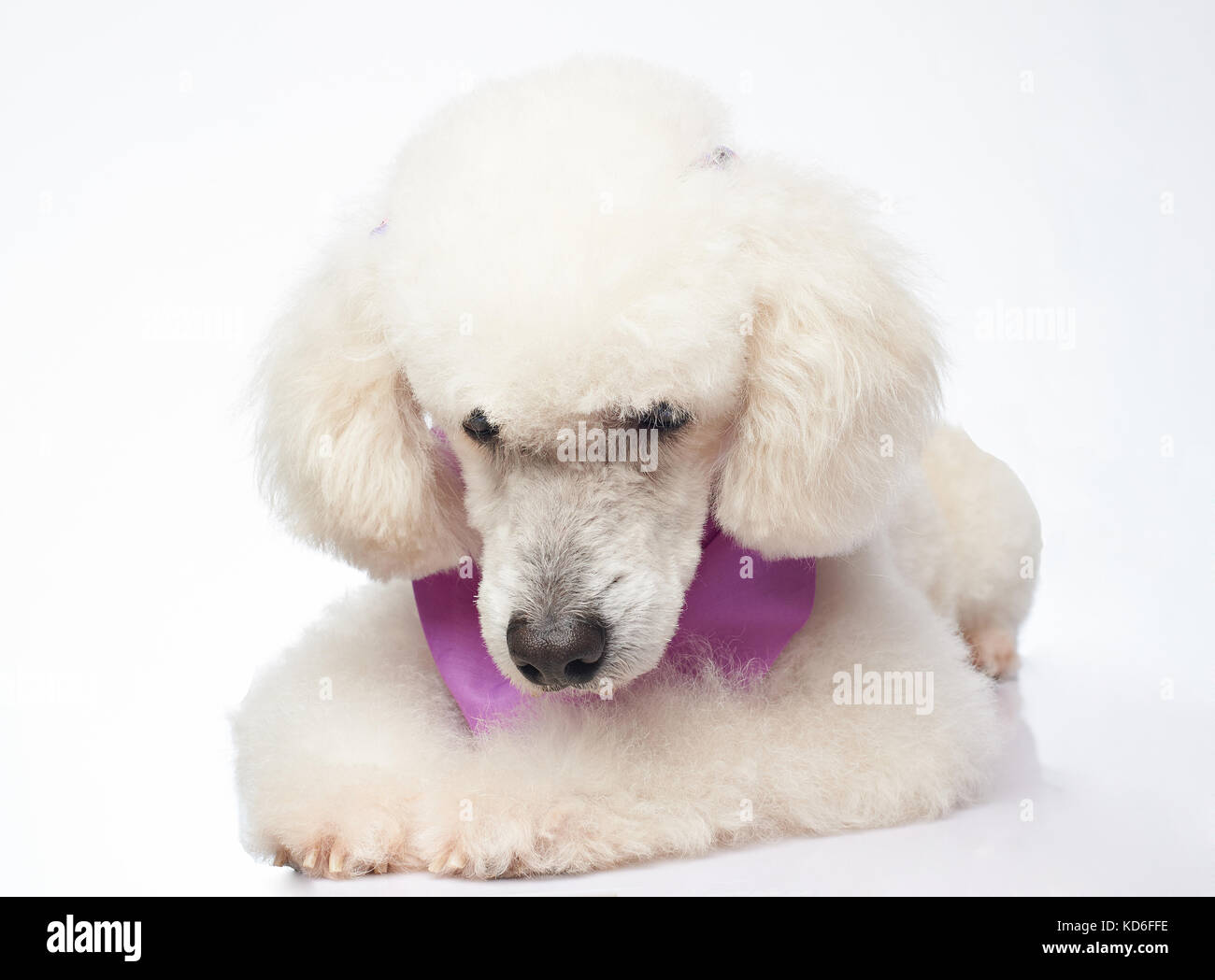 Shy cute white poodle dog laying isolated on background Stock Photo - Alamy