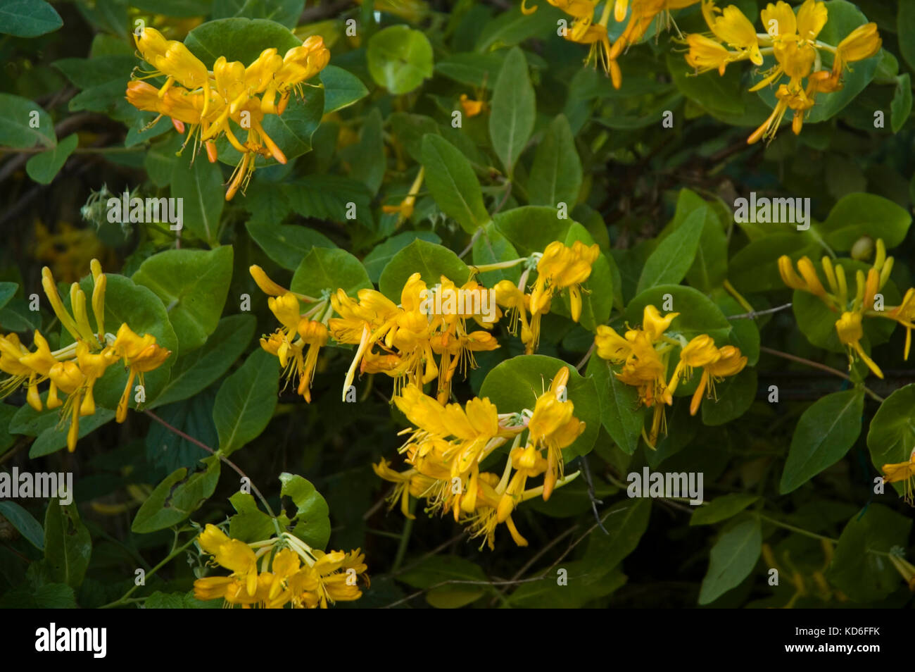 Flowering Honeysuckle High Resolution Stock Photography and Images - Alamy