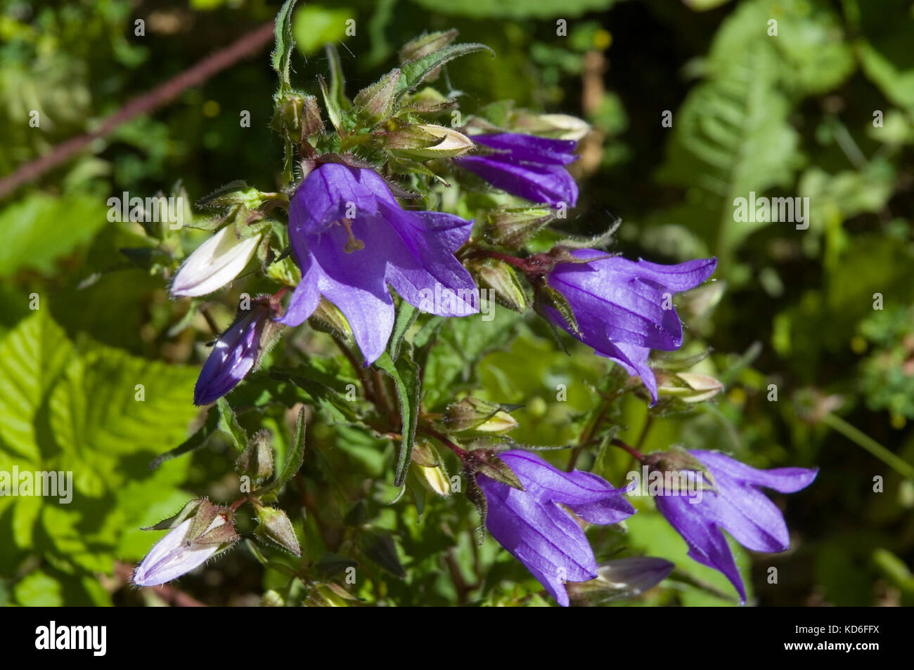 Bell shaped blossom hi-res stock photography and images - Alamy