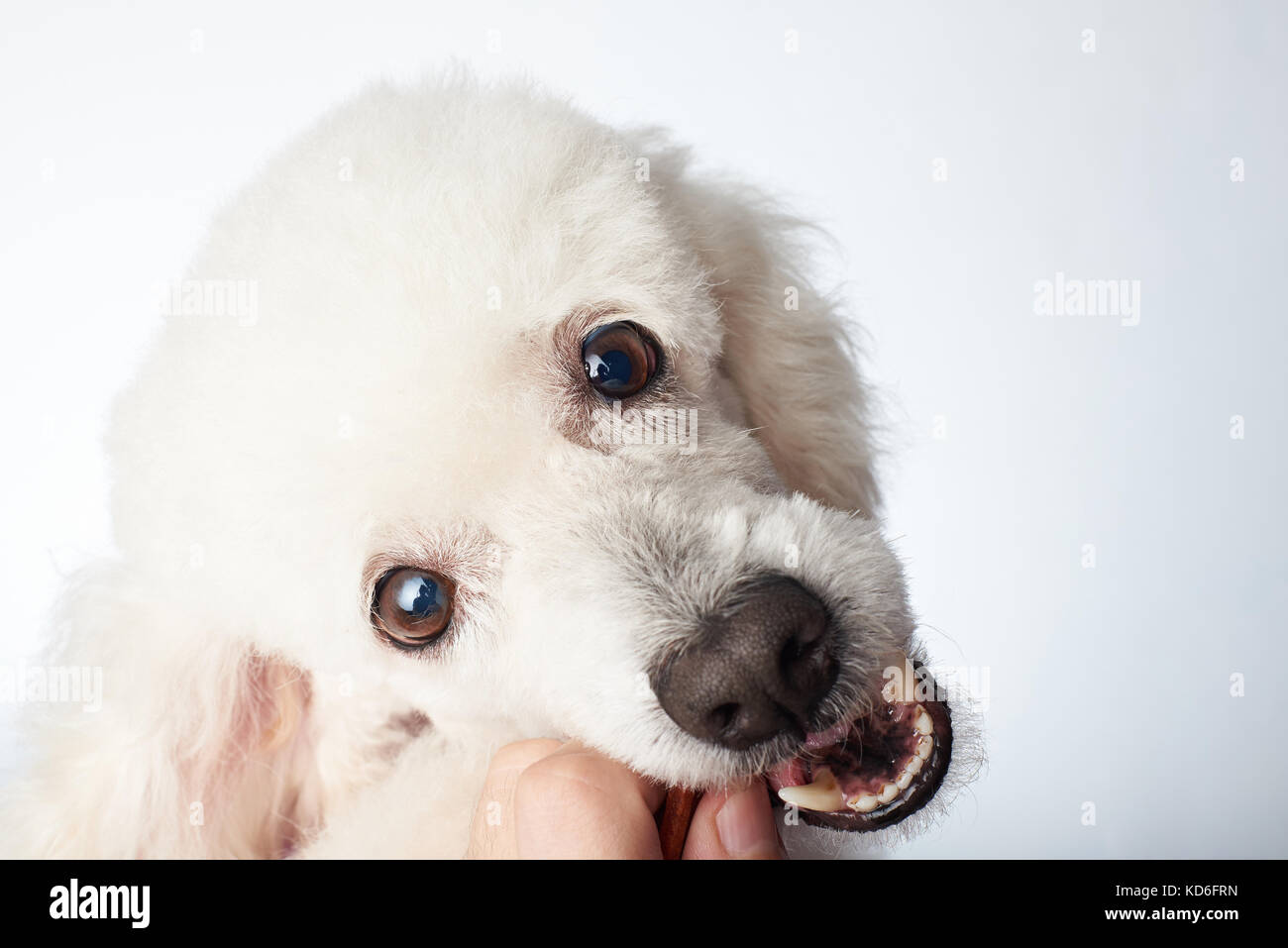 French Miniature Poodle High Resolution Stock Photography and Images ...