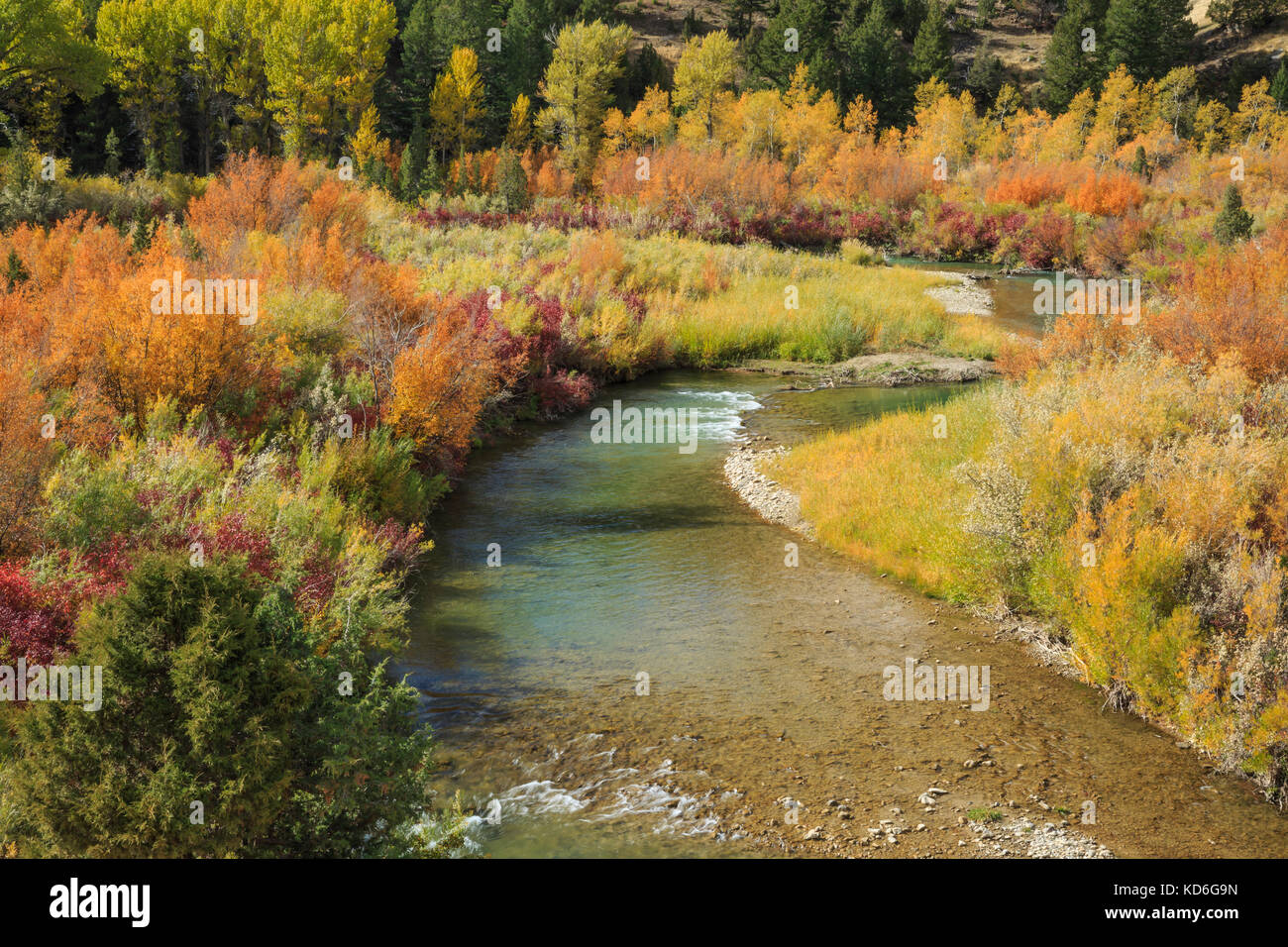 fall colors along the upper ruby river near alder, montana Stock Photo ...