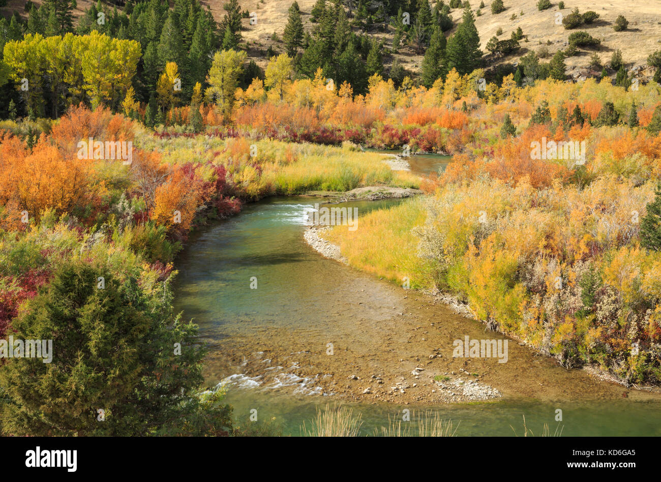 fall colors along the upper ruby river near alder, montana Stock Photo ...