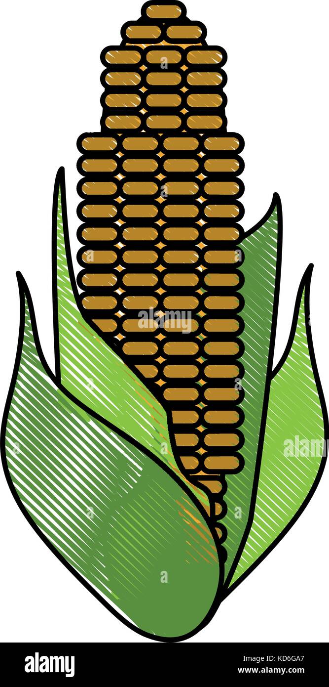 corn knob vegetable icon image vector illustration design Stock Vector ...