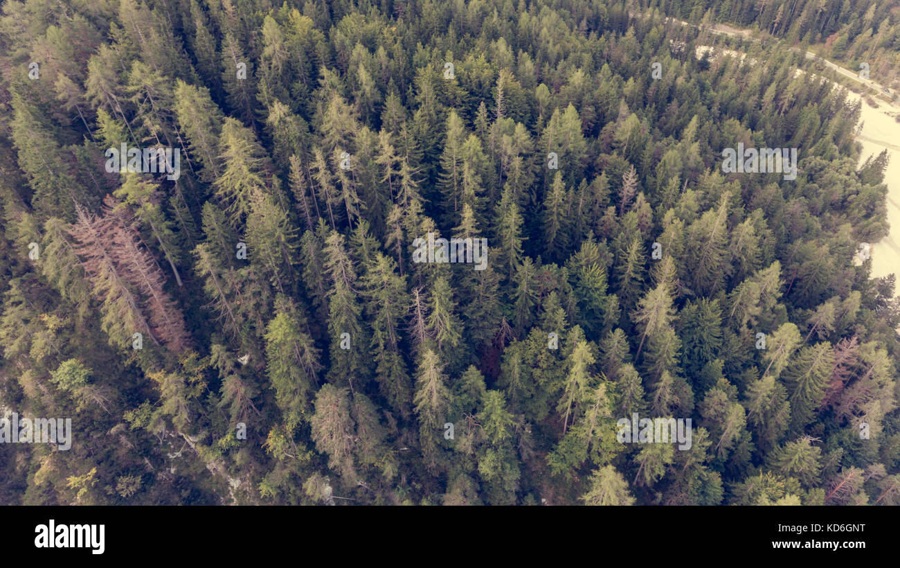 Top view of a forest Stock Photo - Alamy