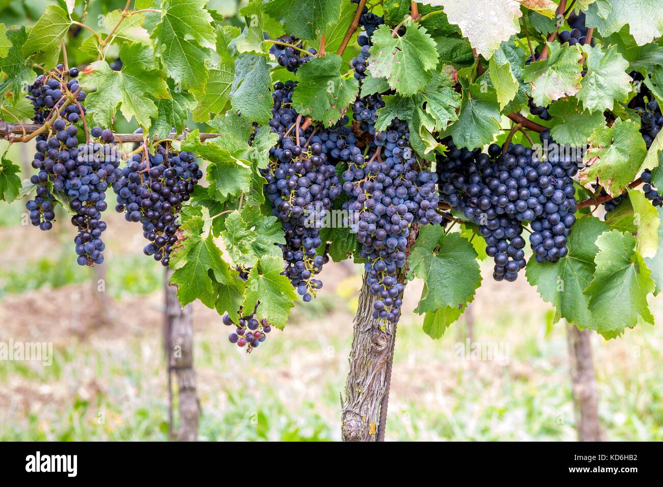 Mature grapes in autumntime in Austria, Burgerland Stock Photo - Alamy