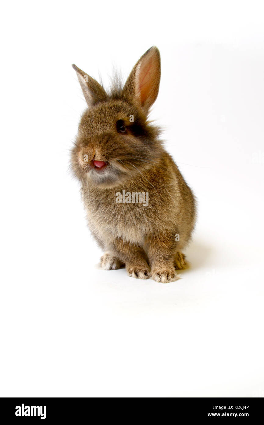 Young brown rabbit on white background Stock Photo - Alamy