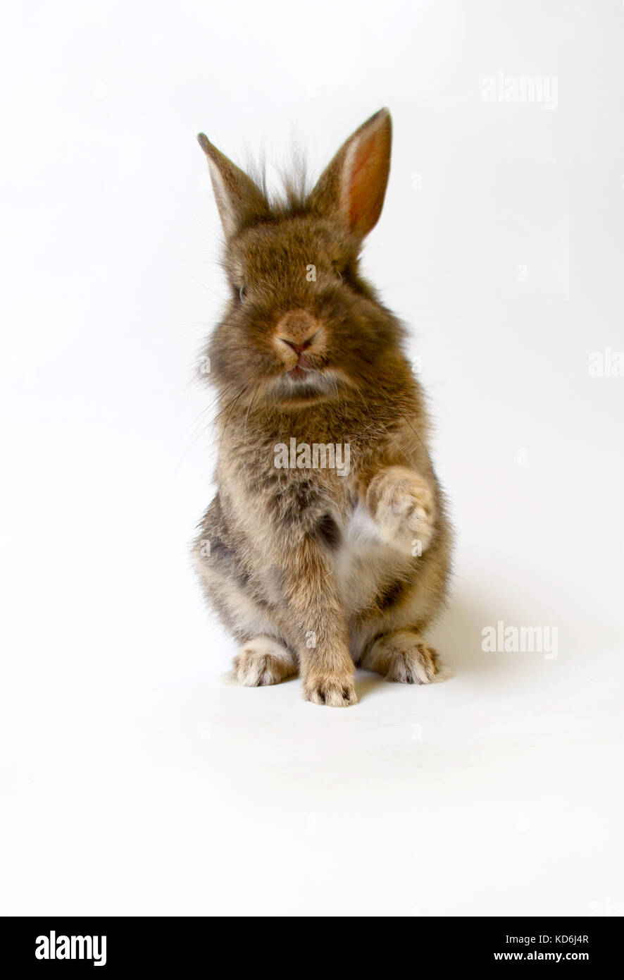 Young brown rabbit on white background Stock Photo - Alamy