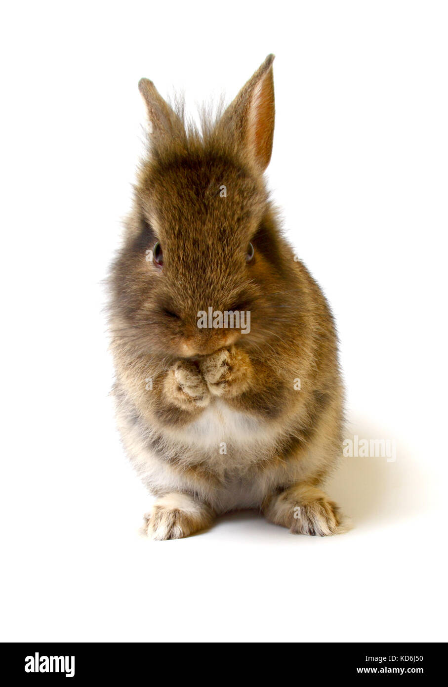 Young brown rabbit on white background Stock Photo - Alamy
