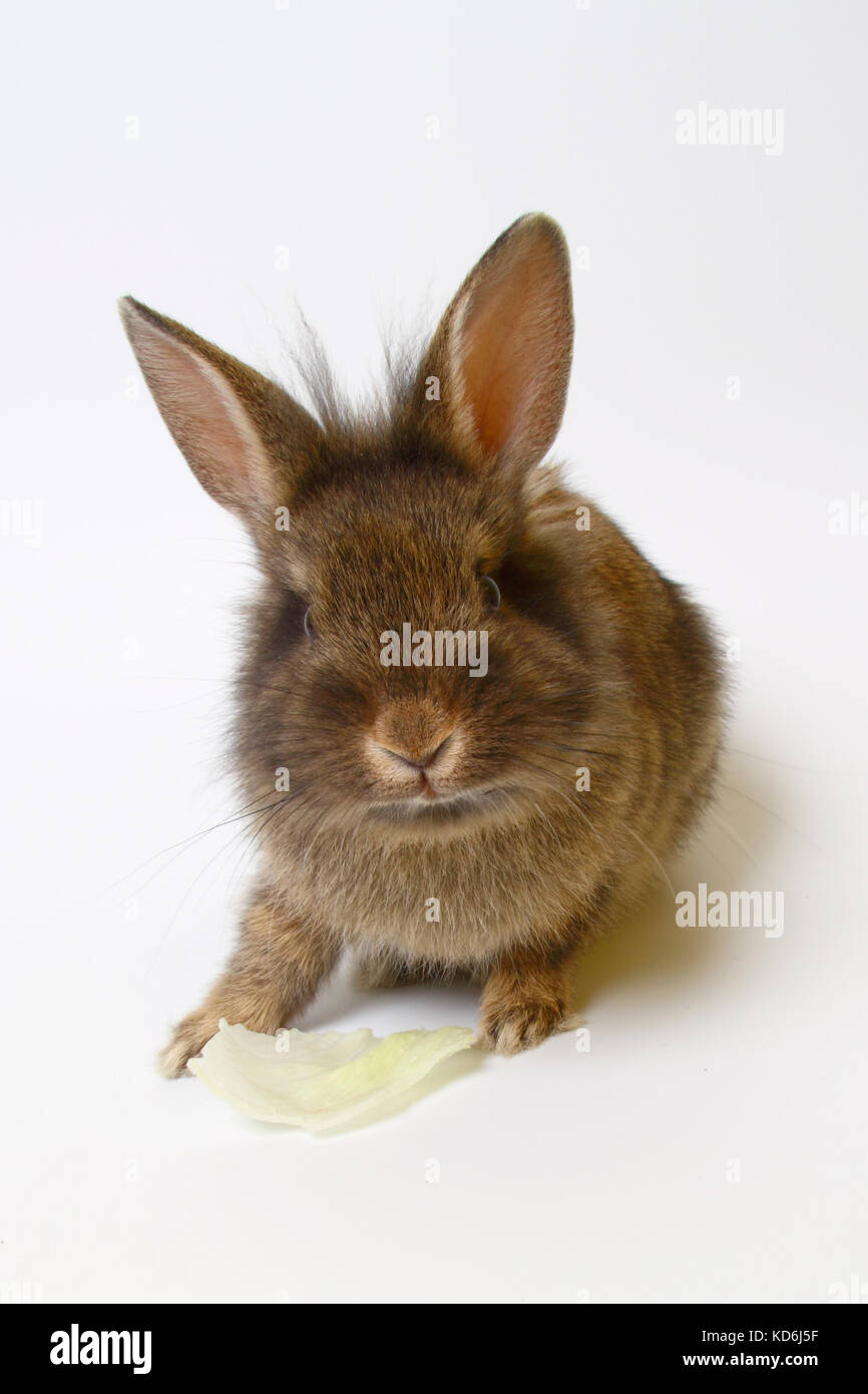 Young brown rabbit on white background Stock Photo - Alamy