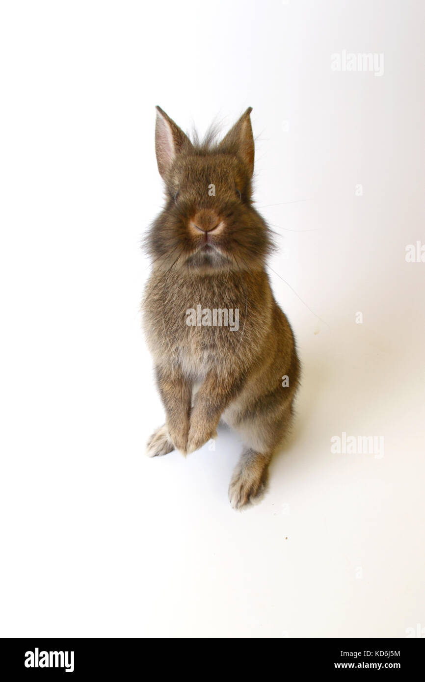 Young brown rabbit on white background Stock Photo - Alamy