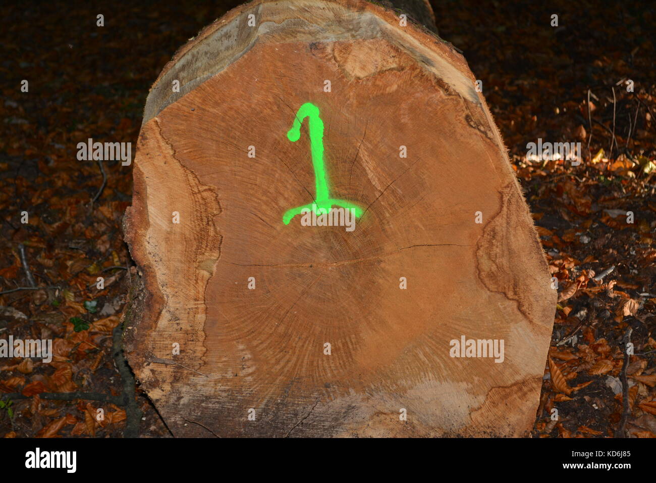 Autumn logging tree felling showing cut down trees logs lying on the ...