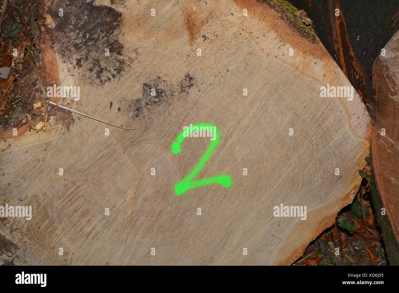 Autumn logging tree felling showing cut down trees logs lying on the ...