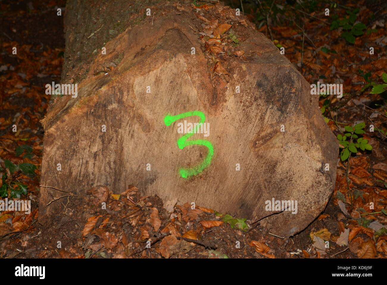 Autumn logging tree felling showing cut down trees logs lying on the ...