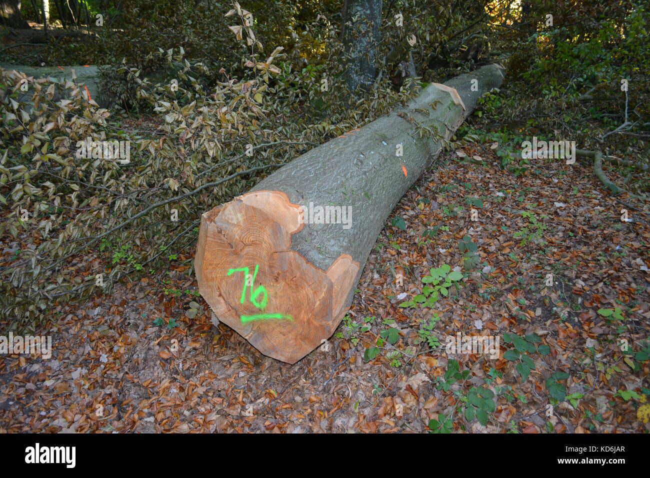 Autumn logging tree felling showing cut down trees logs lying on the ...