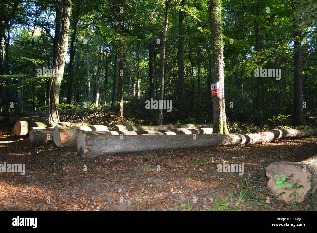 Autumn logging tree felling showing cut down trees logs lying on the ...